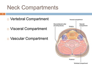 Head & Neck | PPTX