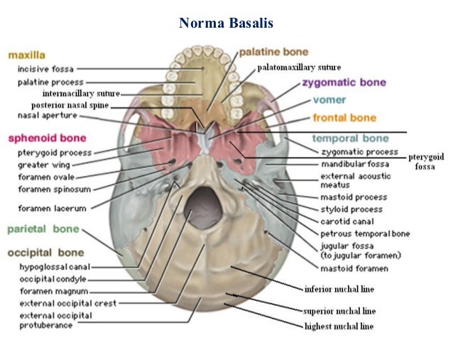 Basilar Suture