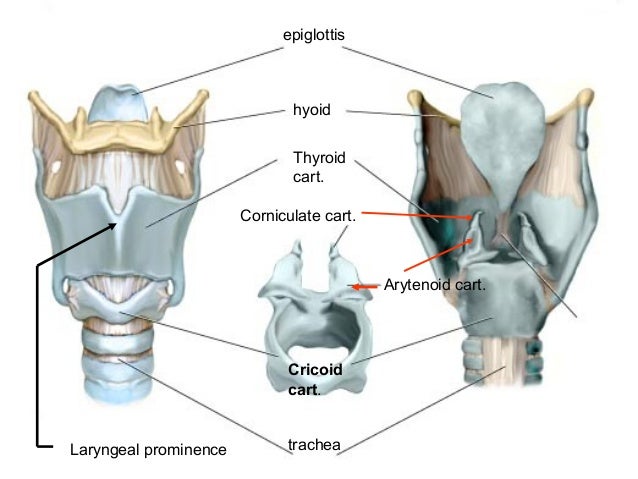 Hyoid Bone And Thyroid Gland Thyroid Disease Medic Drive