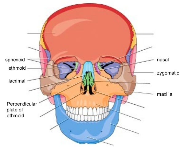 Head and Neck