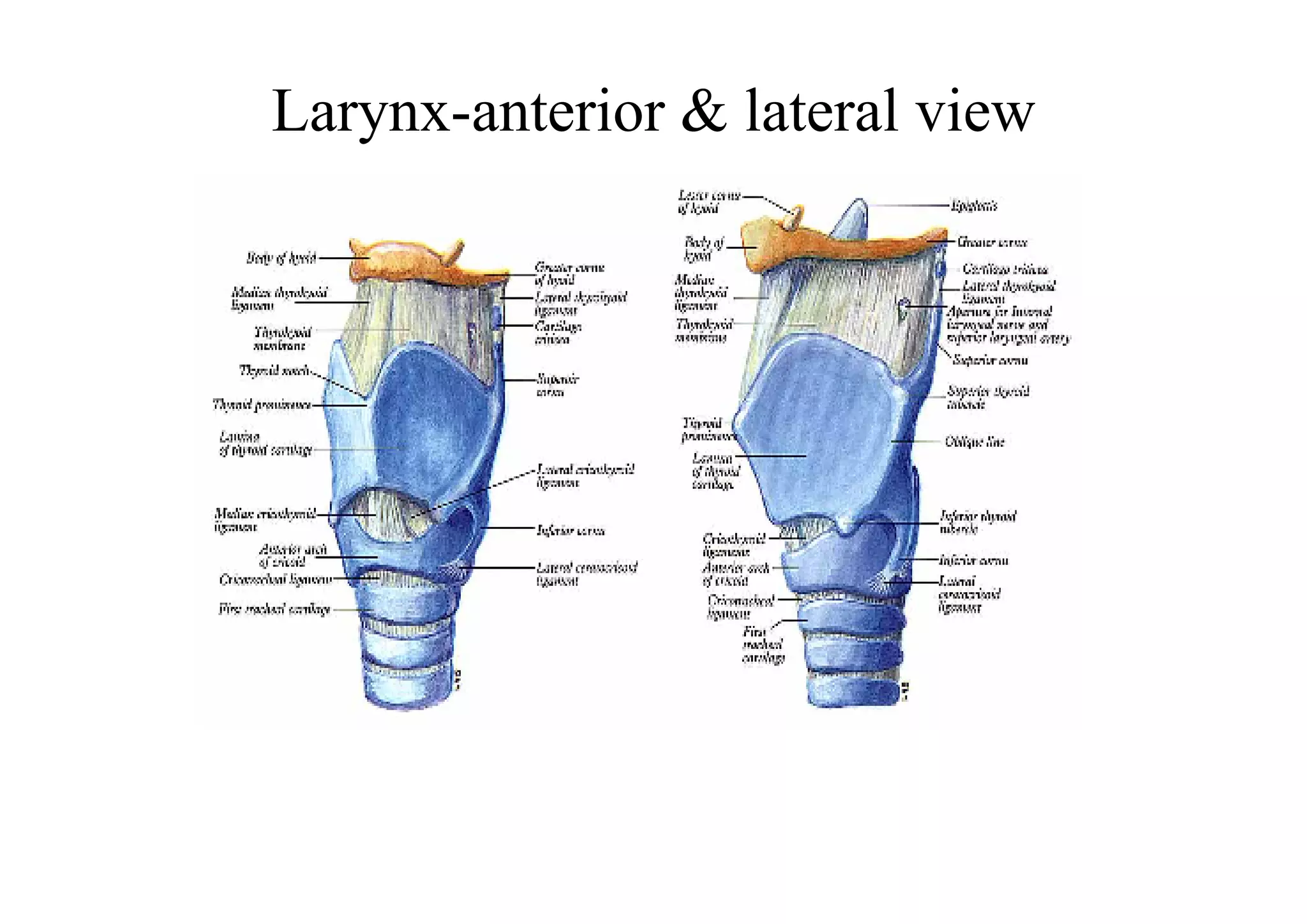 Head & neck-larynx.pdf