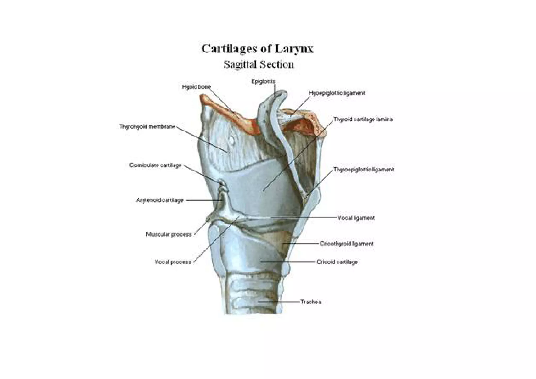 Head & neck-larynx.pdf