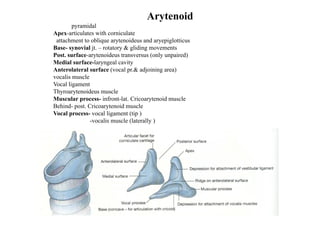 Head & neck-larynx.pdf