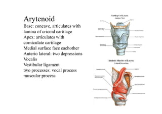 Head & neck-larynx.pdf