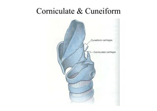 Head & neck-larynx.pdf