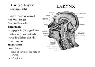 Head & neck-larynx.pdf