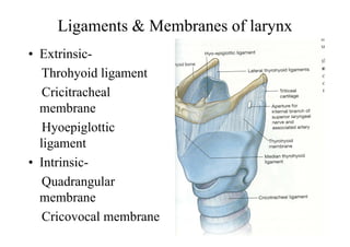 Head & neck-larynx.pdf