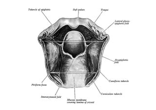 Head & neck-larynx.pdf