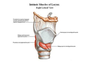 Head & neck-larynx.pdf