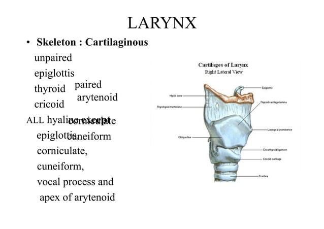 Head & neck-larynx.pdf