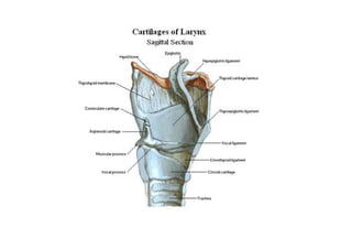 Head & neck-larynx.pdf