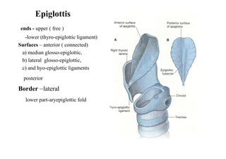 Head & neck-larynx.pdf