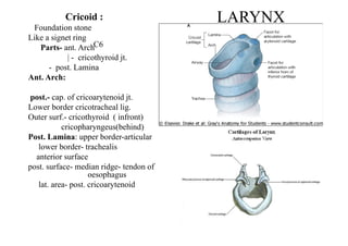 Head & neck-larynx.pdf