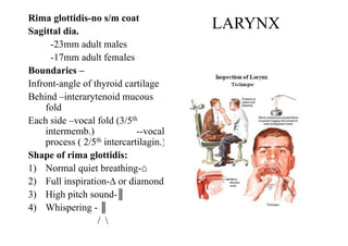 Head & neck-larynx.pdf