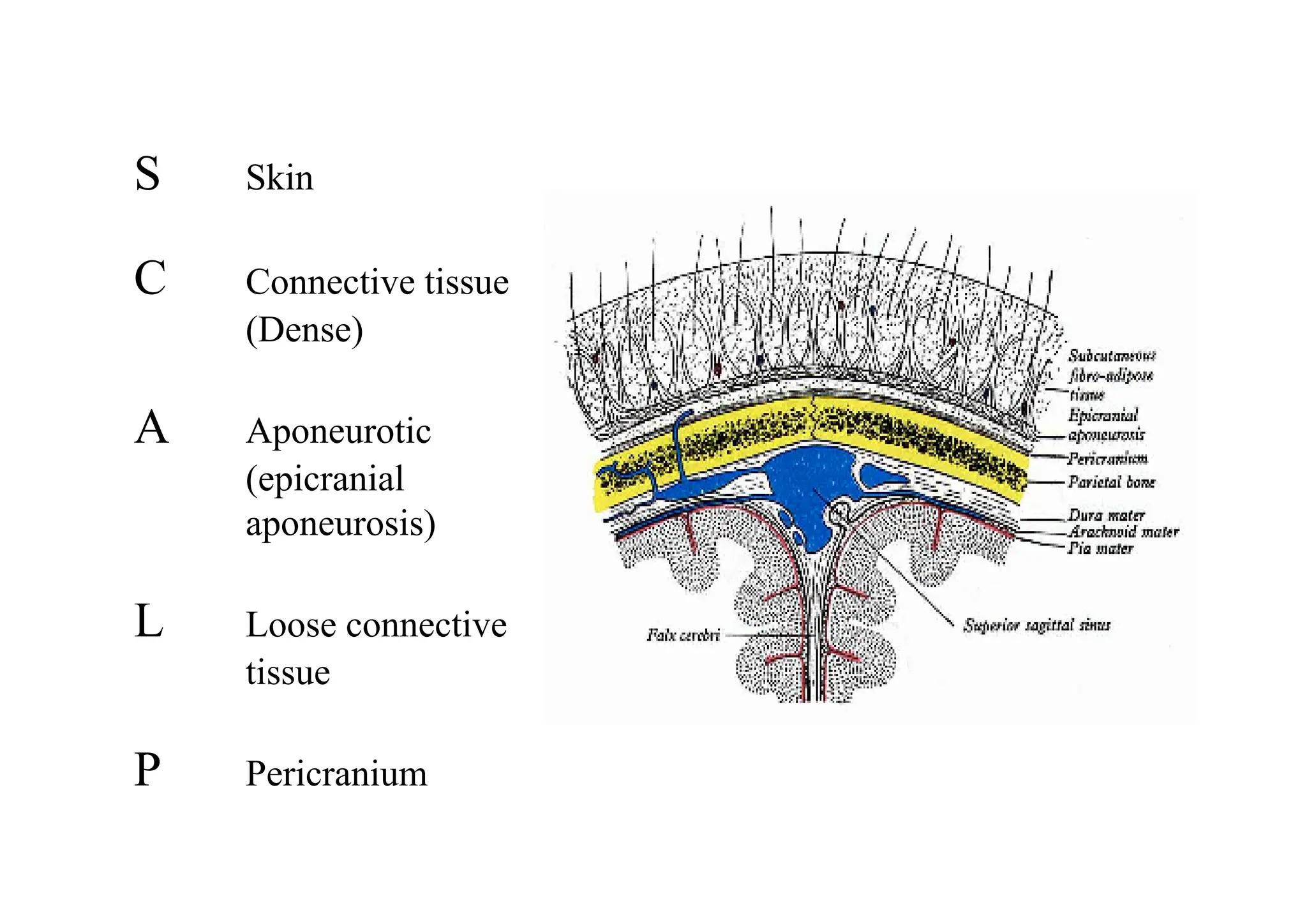 Head & neck-scalp anatomy for study purpose | PPT