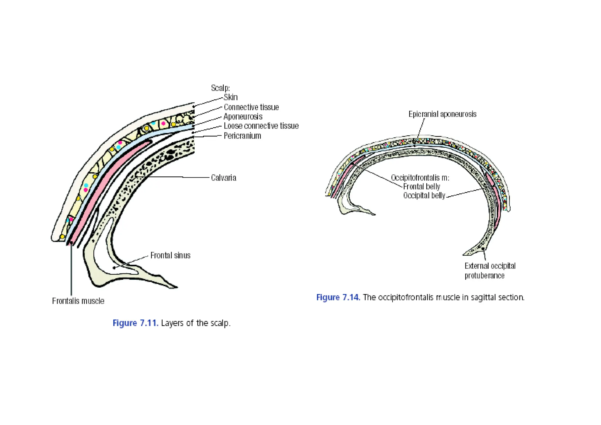 Head & neck-scalp anatomy for study purpose | PDF