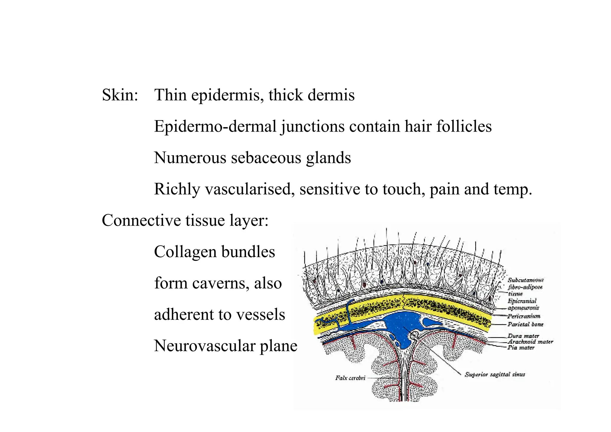 Head & neck-scalp anatomy for study purpose | PDF