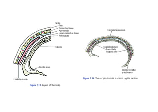 Head & neck-scalp anatomy for study purpose | PDF