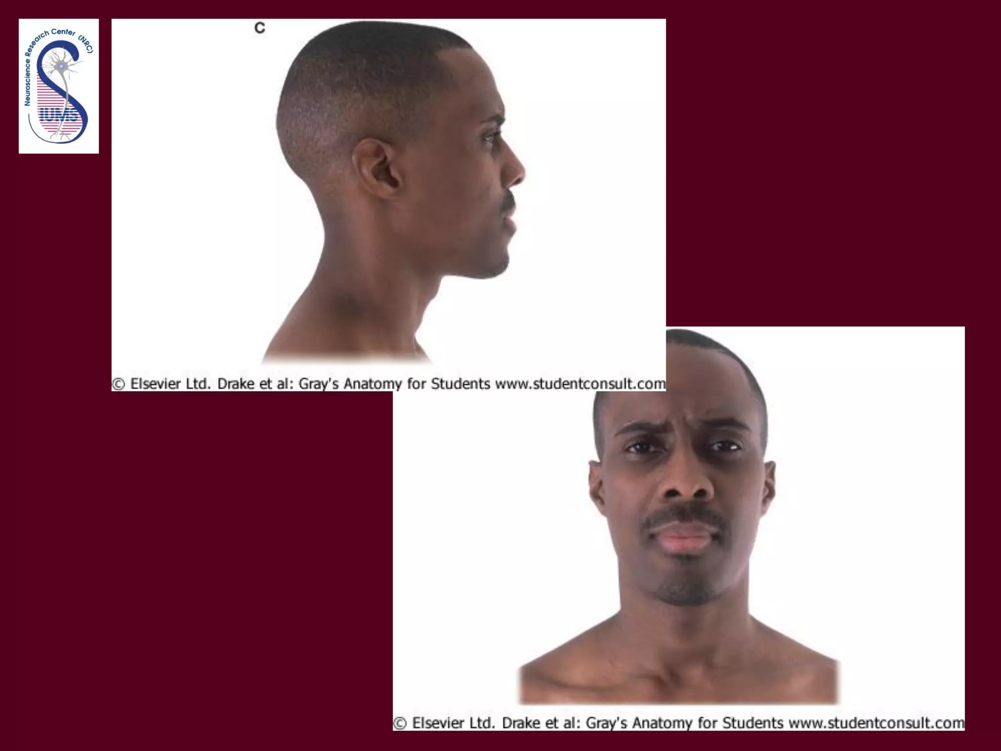 Head & neck anatomy session iii & iv neck | PPT