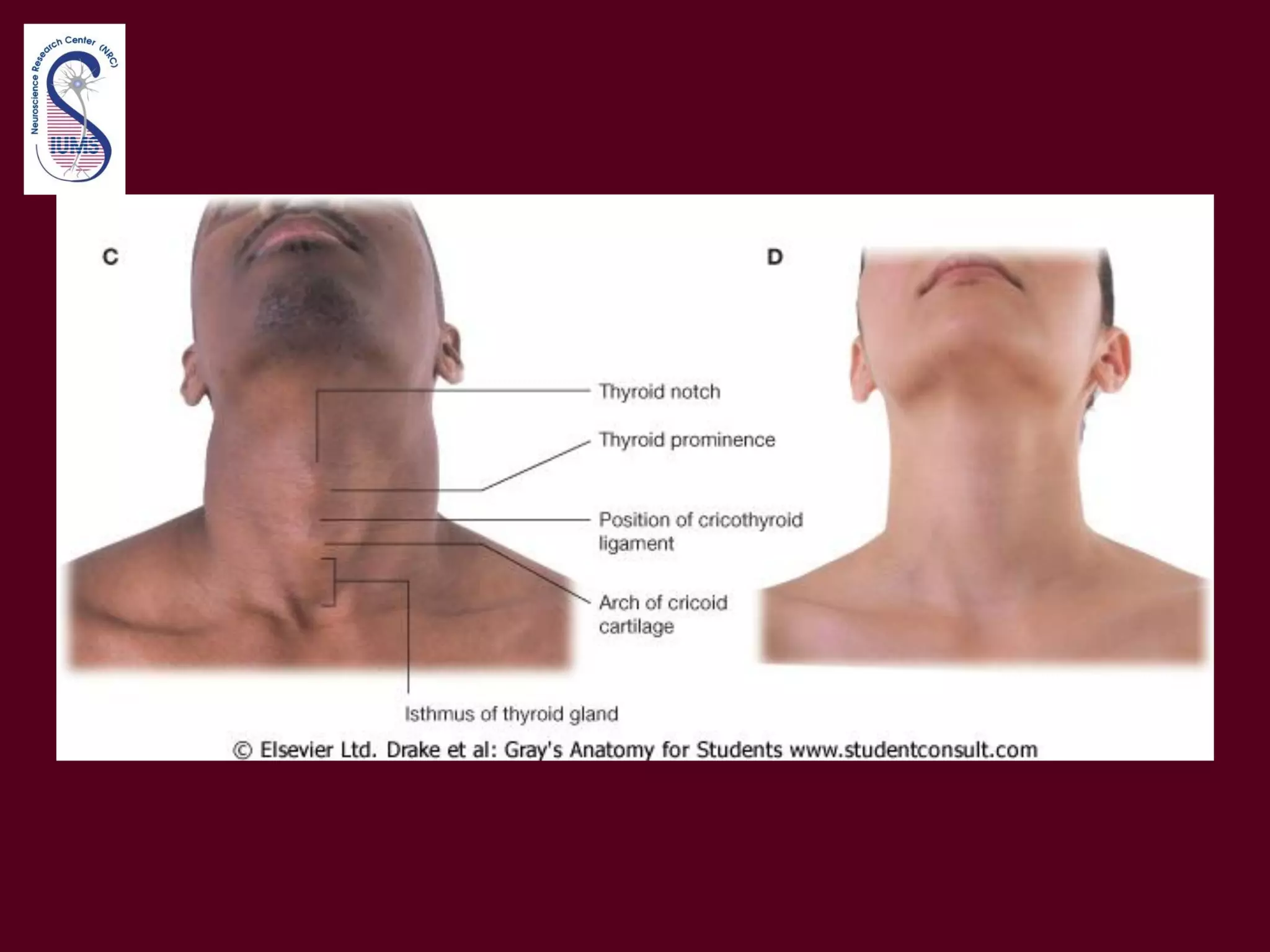 Head & neck anatomy session iii & iv neck | PPT