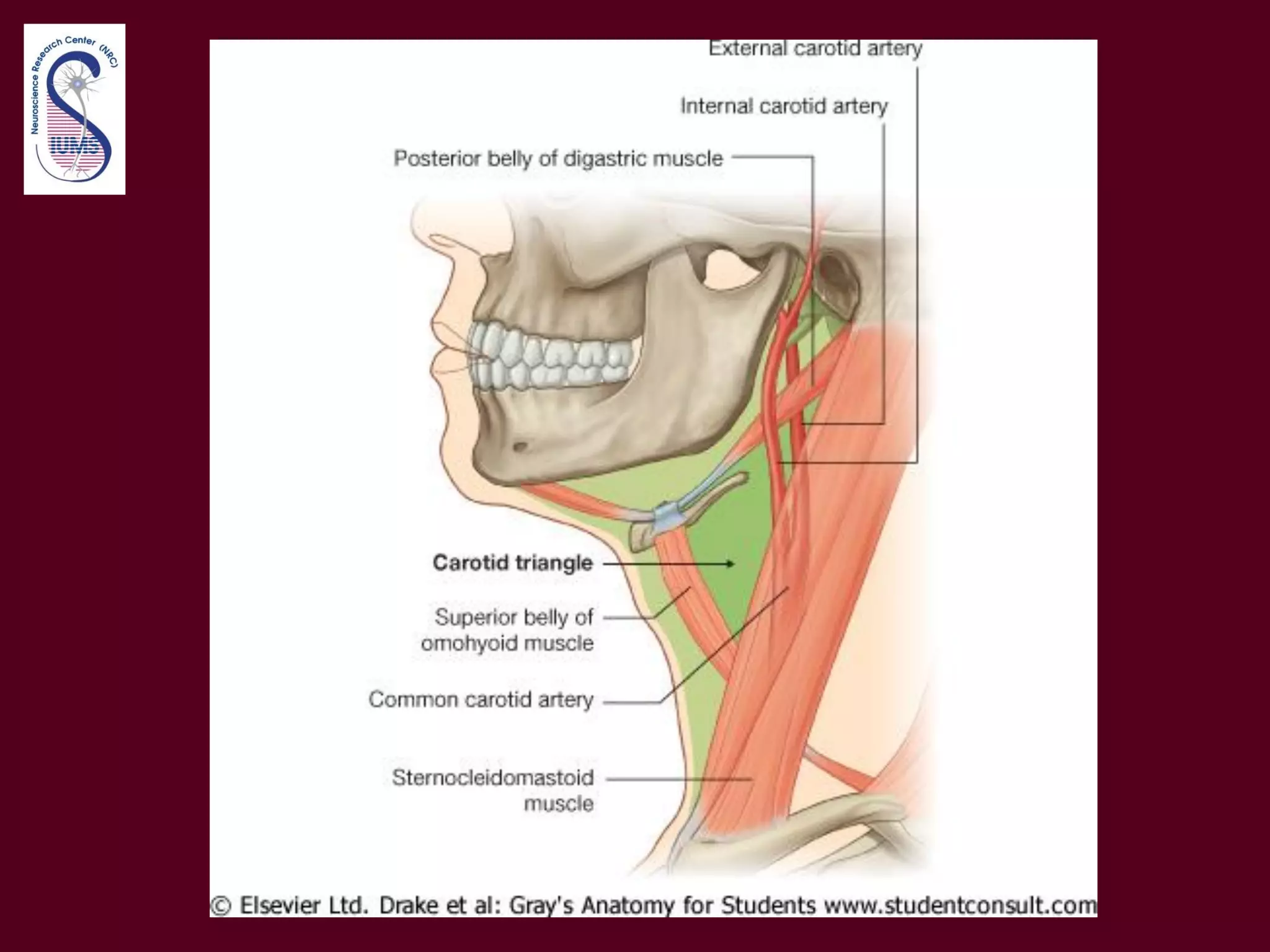 Head & neck anatomy session iii & iv neck | PPT