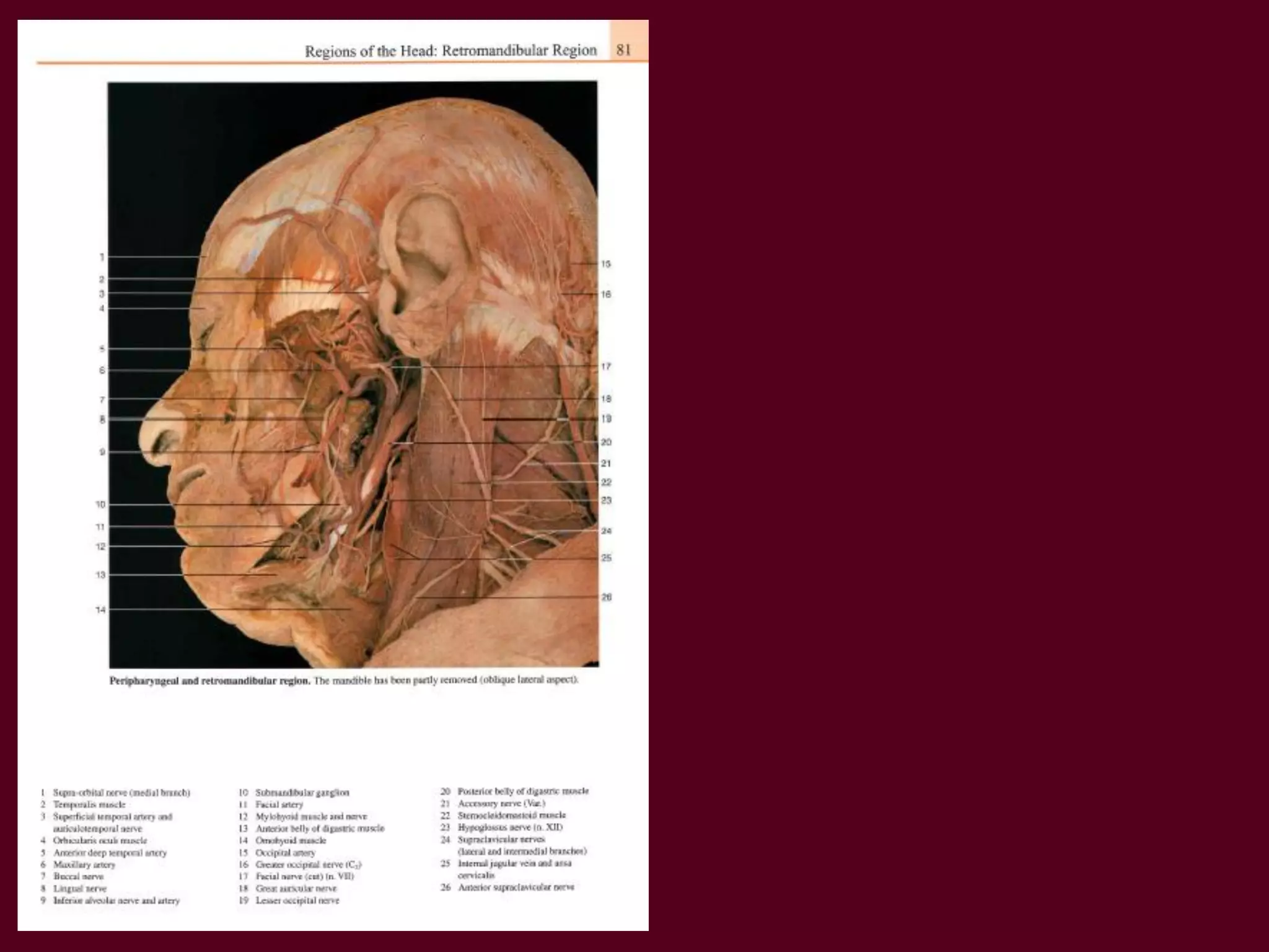 Head & neck anatomy session iii & iv neck | PPT