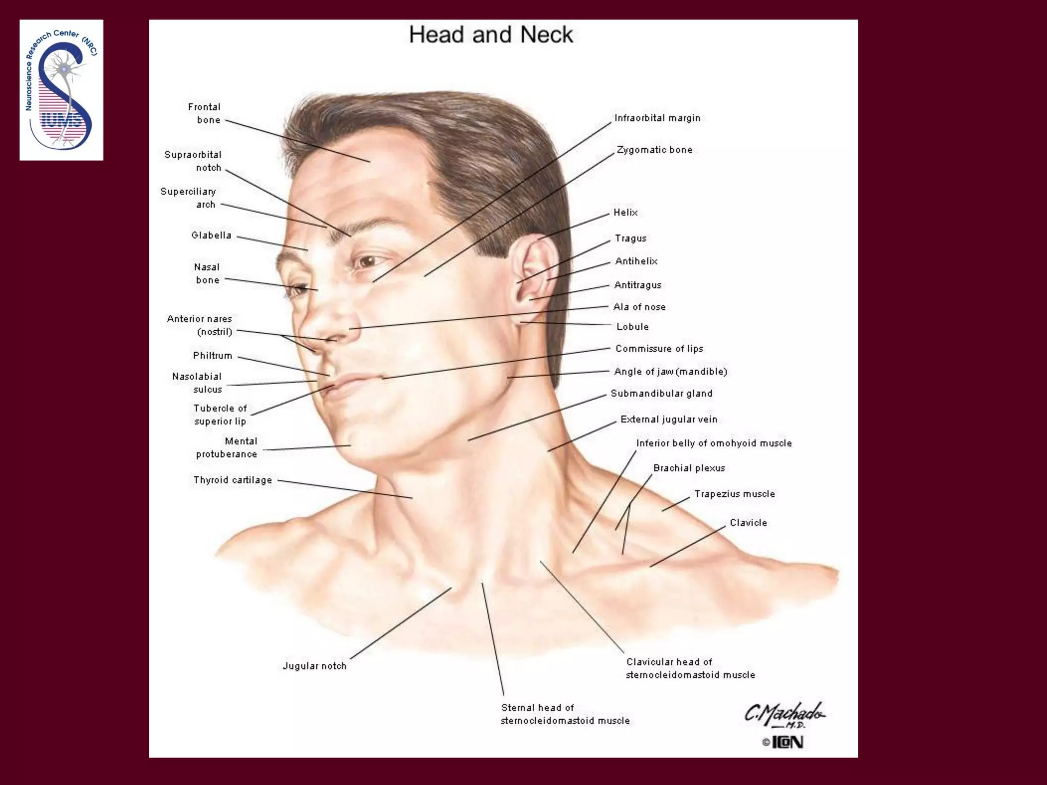 Head & neck anatomy session iii & iv neck | PPT