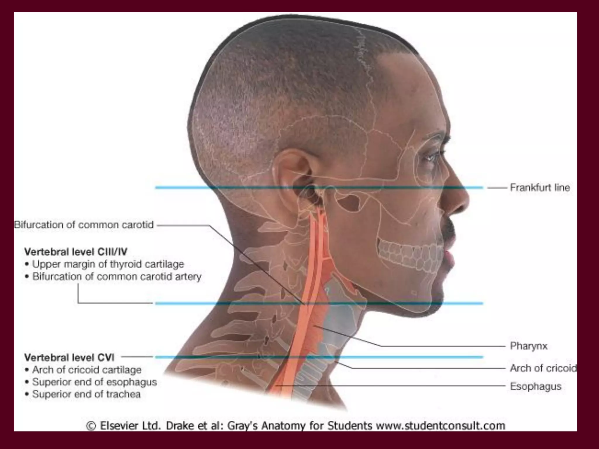 Head & neck anatomy session iii & iv neck | PPT