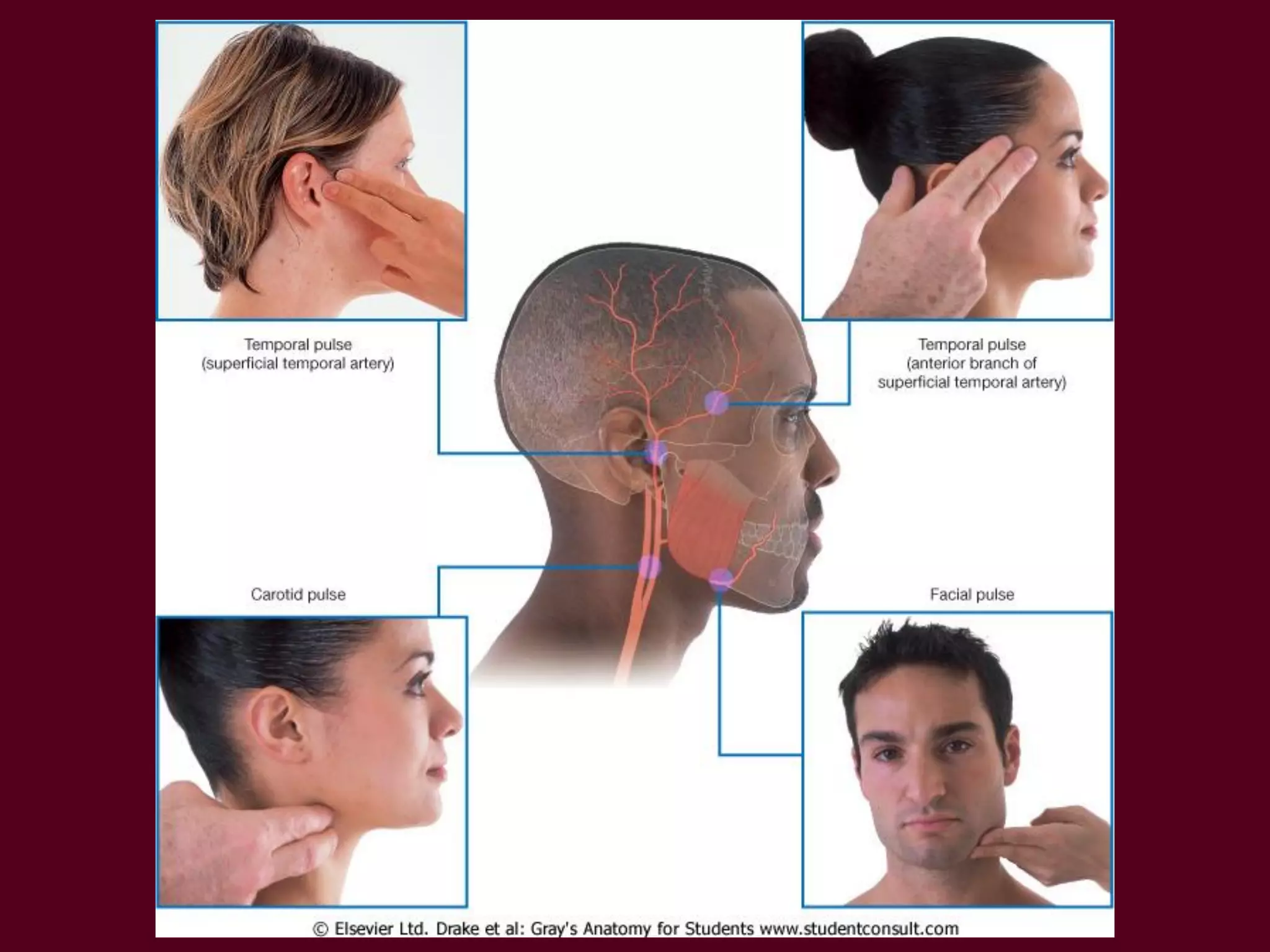 Head & neck anatomy session iii & iv neck | PPT