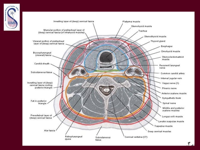Head & neck anatomy session iii & iv neck | PPT