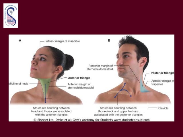 Head & neck anatomy session iii & iv neck | PPT
