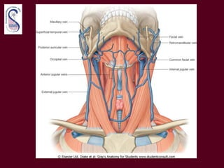 Head & neck anatomy session iii & iv neck | PDF