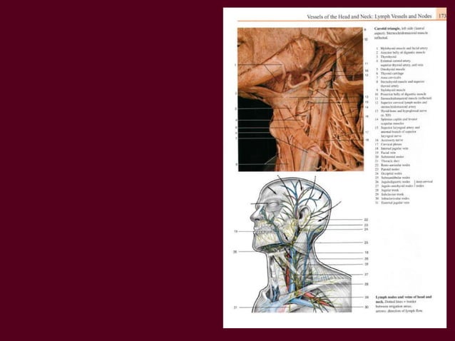 Head & neck anatomy session iii & iv neck | PPT