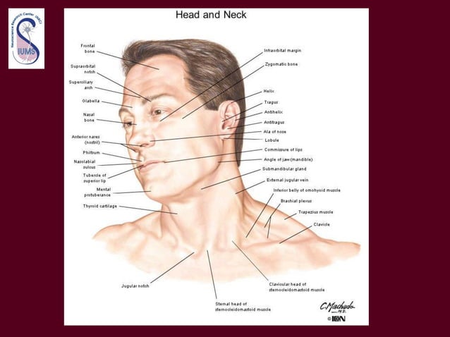Head & neck anatomy session iii & iv neck | PPT