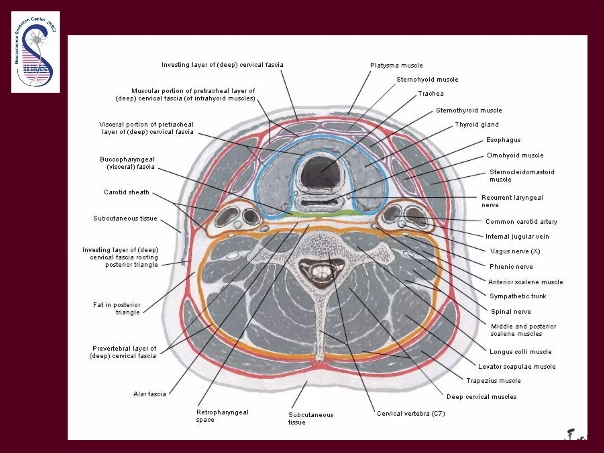 Head and Neck Anatomy Lec III & IV By Prof Behnam Jameie (NRC/IUMS) | PDF
