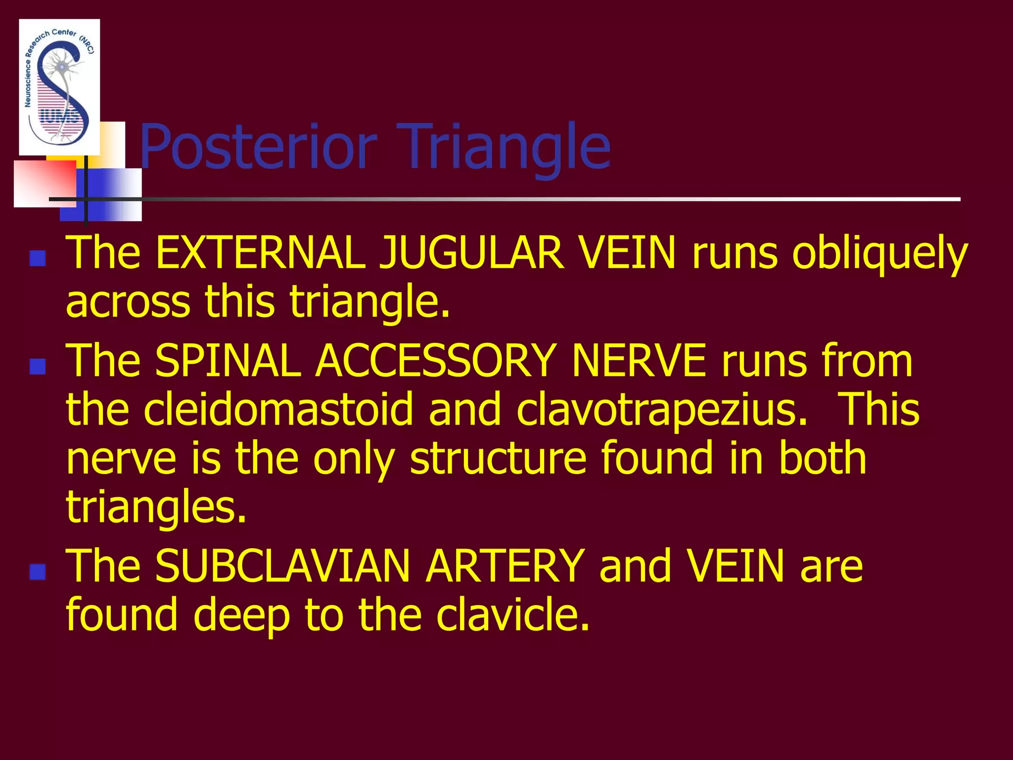 Head and Neck Anatomy Lec III & IV By Prof Behnam Jameie (NRC/IUMS) | PDF