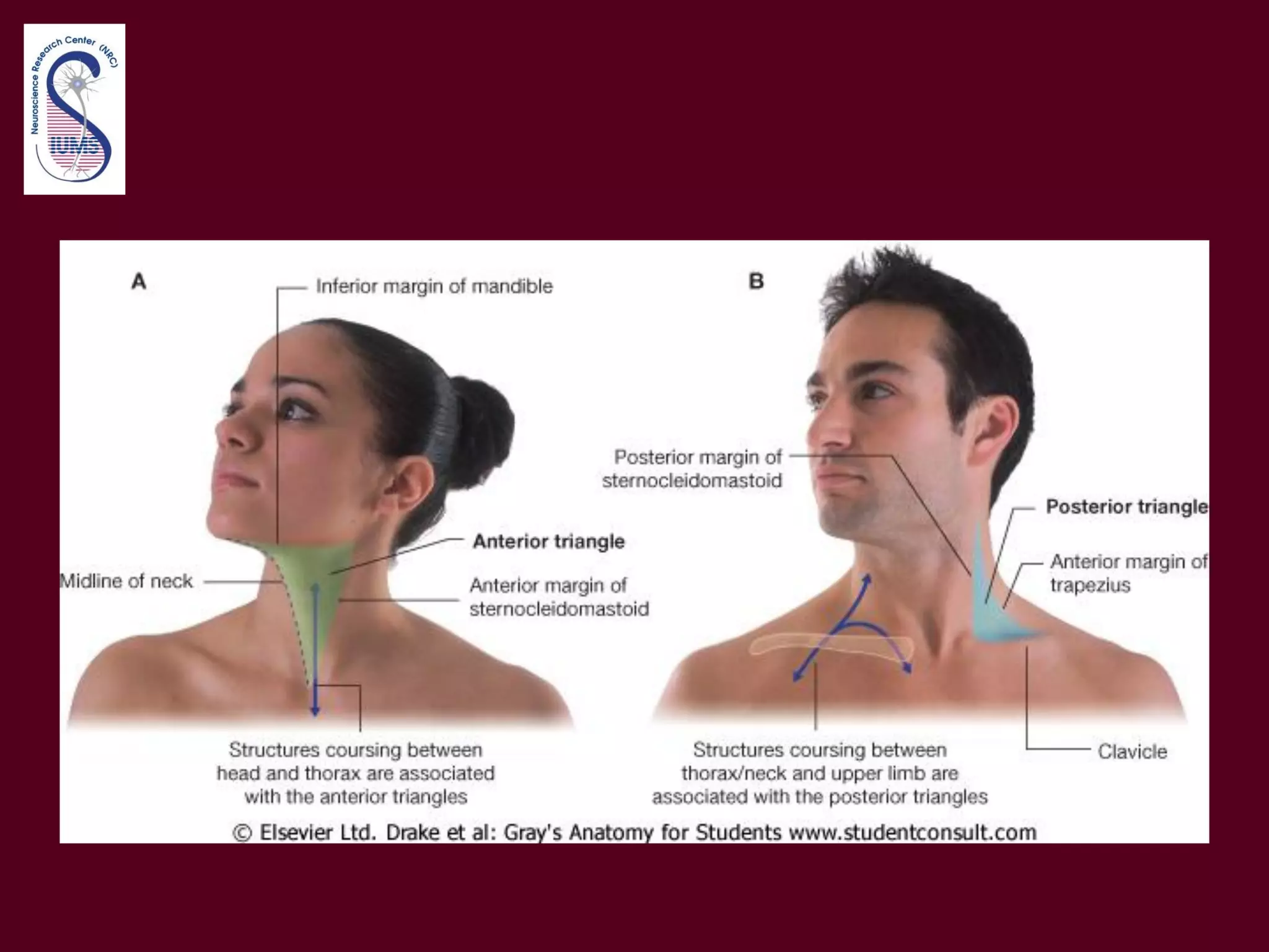 Head and Neck Anatomy Lec III & IV By Prof Behnam Jameie (NRC/IUMS) | PDF