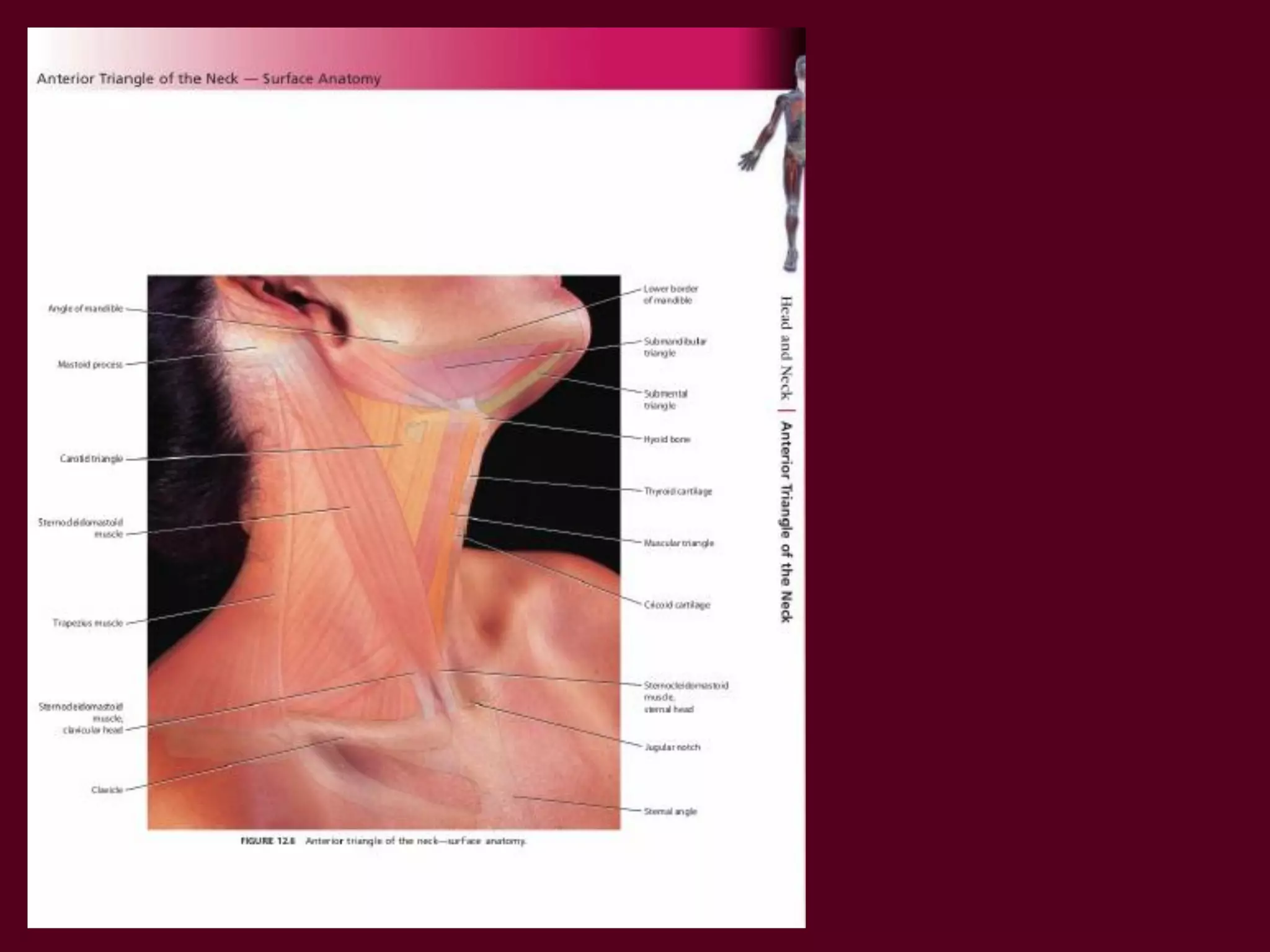 Head and Neck Anatomy Lec III & IV By Prof Behnam Jameie (NRC/IUMS) | PDF