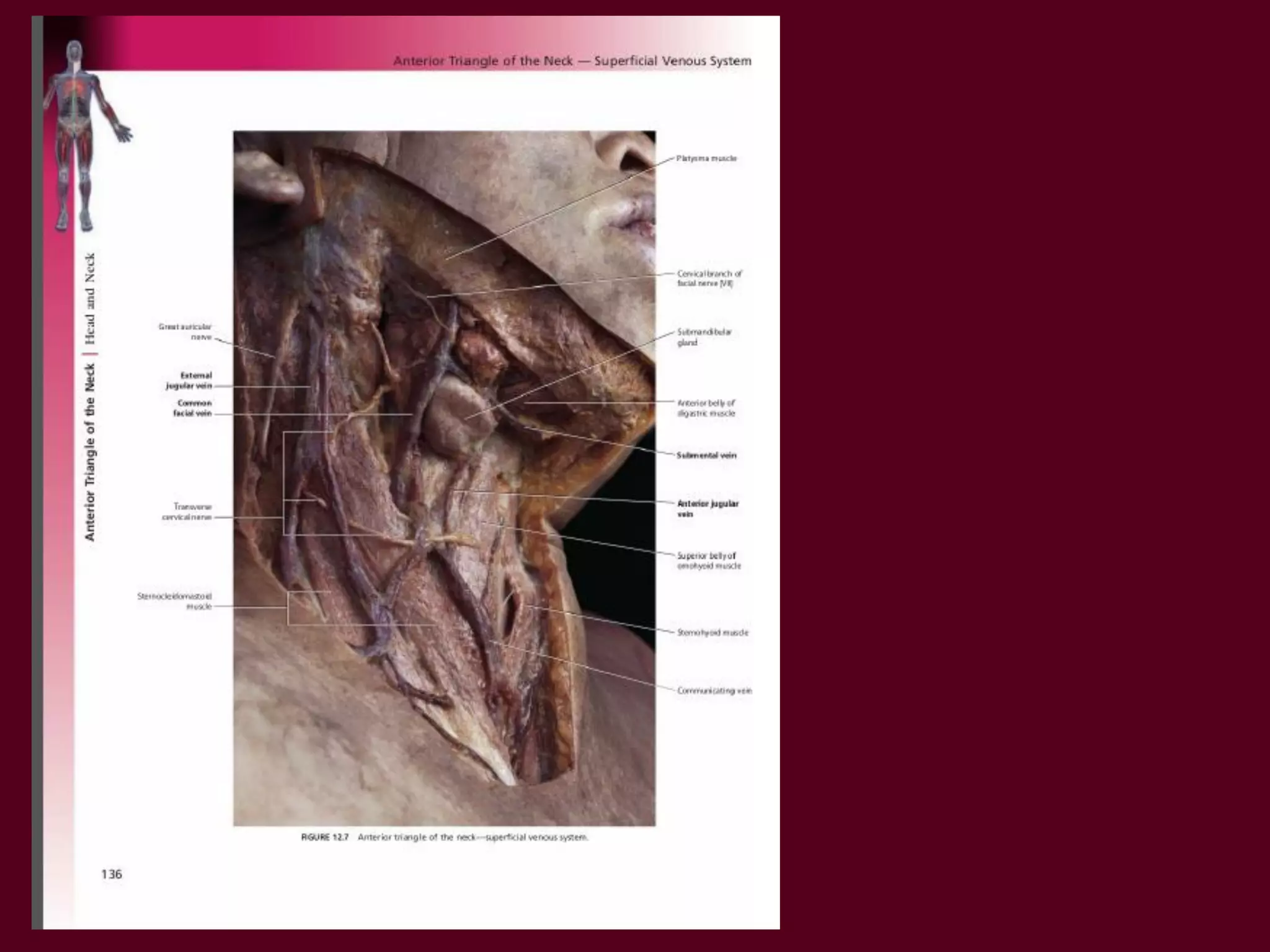 Head and Neck Anatomy Lec III & IV By Prof Behnam Jameie (NRC/IUMS) | PDF