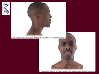 Head and Neck Anatomy Lec III & IV By Prof Behnam Jameie (NRC/IUMS) | PDF