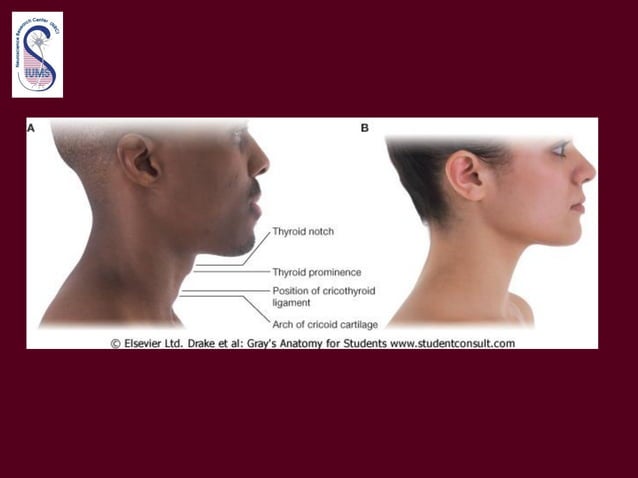 Head and Neck Anatomy Lec III & IV By Prof Behnam Jameie (NRC/IUMS) | PDF