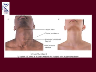 Head and Neck Anatomy Lec III & IV By Prof Behnam Jameie (NRC/IUMS) | PDF