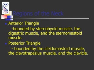 Head and Neck Anatomy Lec III & IV By Prof Behnam Jameie (NRC/IUMS) | PDF