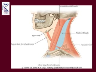 Head and Neck Anatomy Lec III & IV By Prof Behnam Jameie (NRC/IUMS) | PDF