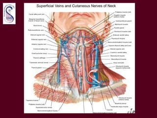 Head and Neck Anatomy Lec III & IV By Prof Behnam Jameie (NRC/IUMS) | PDF