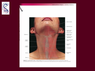Head and Neck Anatomy Lec III & IV By Prof Behnam Jameie (NRC/IUMS) | PDF