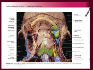 Head and Neck Anatomy Lec III & IV By Prof Behnam Jameie (NRC/IUMS) | PDF