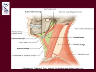 Head and Neck Anatomy Lec III & IV By Prof Behnam Jameie (NRC/IUMS) | PDF