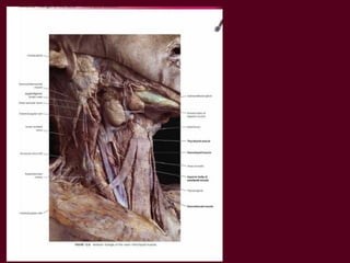 Head and Neck Anatomy Lec III & IV By Prof Behnam Jameie (NRC/IUMS) | PDF