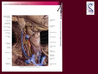 Head and Neck Anatomy Lec III & IV By Prof Behnam Jameie (NRC/IUMS) | PDF